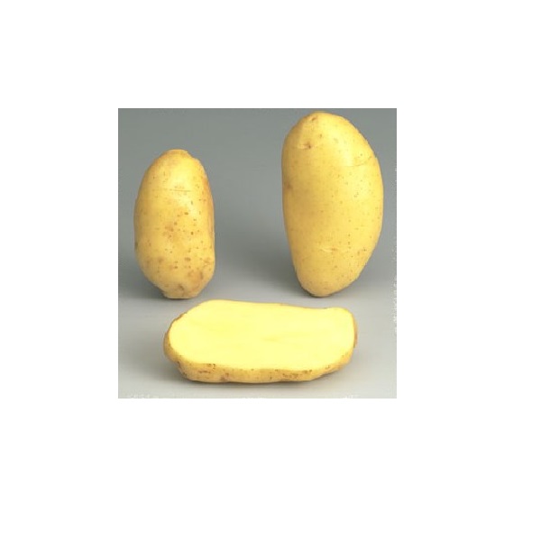 Πατατόσπορος Ποικιλίας Spunta Κύπρου - Agrodeal-Hellas